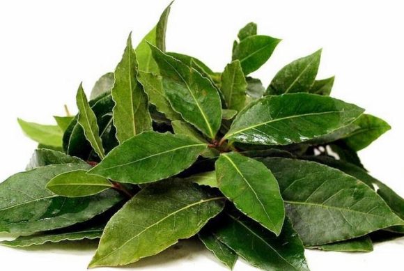 5 Daun untuk Menurunkan Kadar Gula Darah, Ada Daun Insulin!